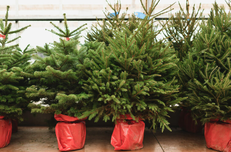 How Long Can You Keep a Live Christmas Tree Indoors? – Mother Earth News